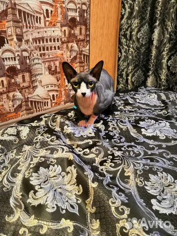Кошка породы канадский сфинкс