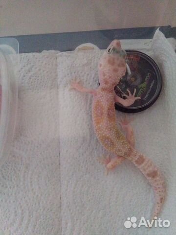 Эублефары. (Дримсикл и нормал)