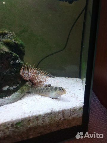 Рыбка морская собачка