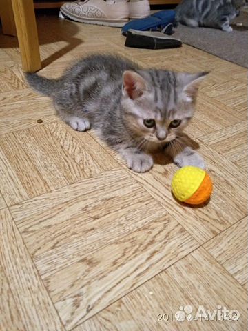 Котенок шатландец 1,5 месяца