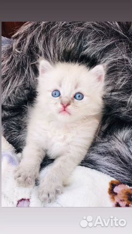 Кому сыночка