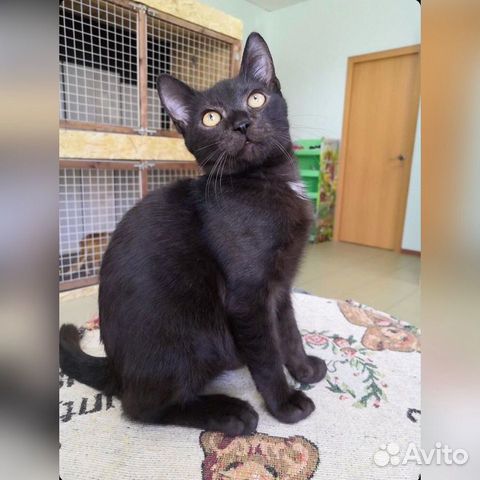 Котёнок- лапочка) (кот, кошки, котята, котик, кошк