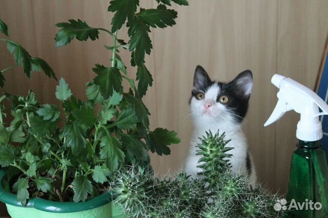 Которебенок ищет своих родителей