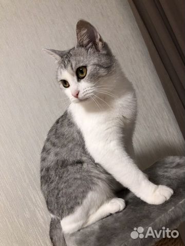 Отдам кошку в добрые руки
