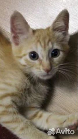 Рыжик ищет семью