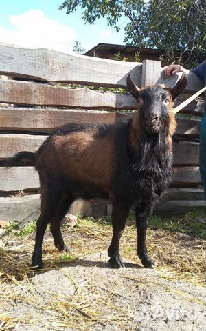 Услуги чешского козла