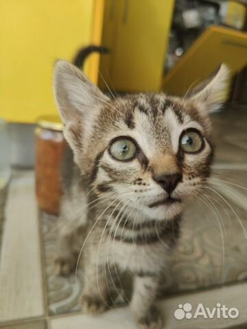 Отдам в добрые руки