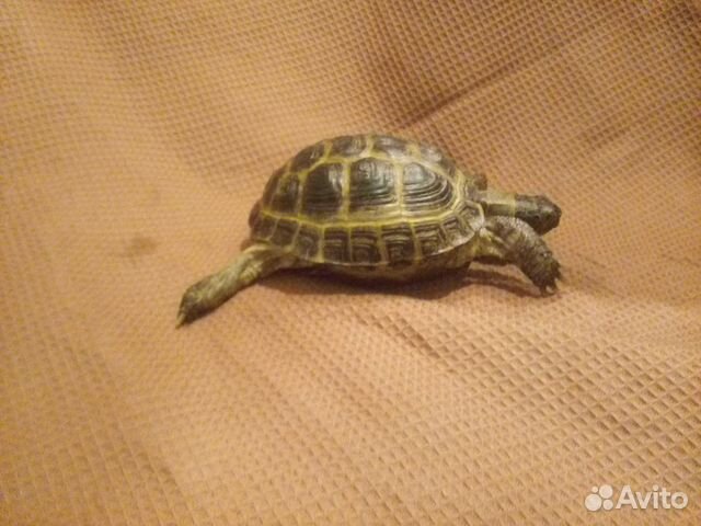 Черепаха сухопутная