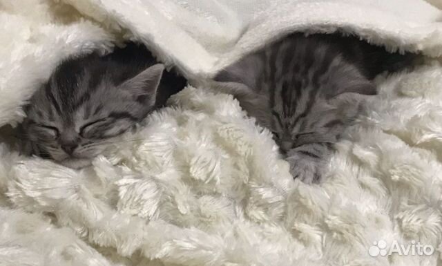 Котёнок (девочка)