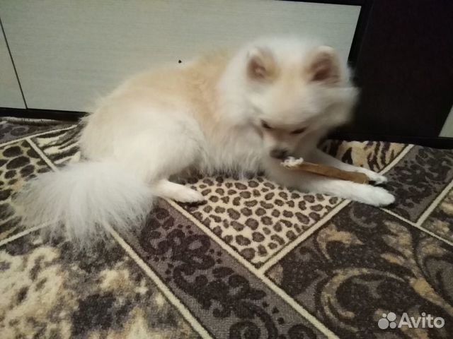 Продам щпица