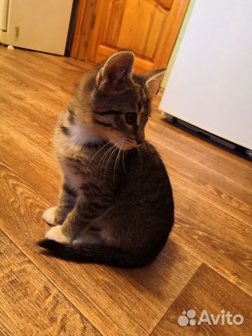 Отдам кота в добрые руки