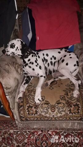 Ищем хозяина