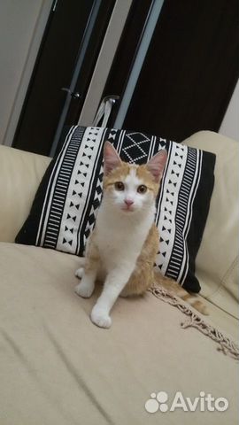 Котенок Борис ищет дом и любящих хозяев