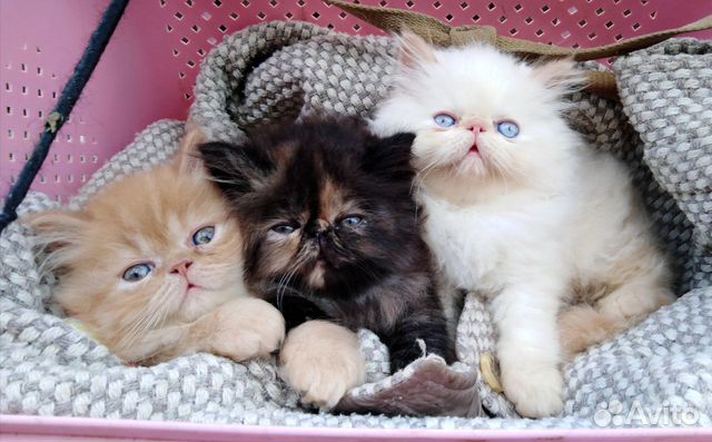 Персидский котенок, цвет колор поинт