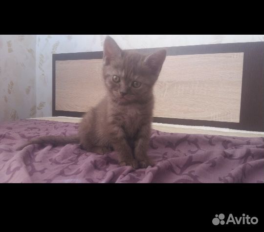 Отдам кошечку