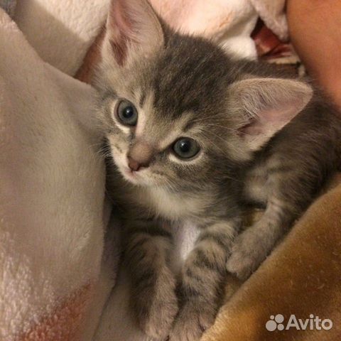 Милый игривый котенок ищет дом