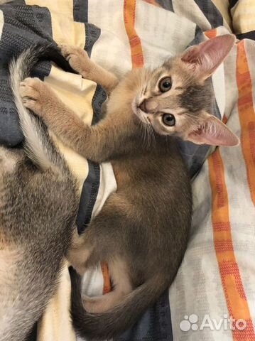 Абиссинские котята (девочки, 2 месяца)