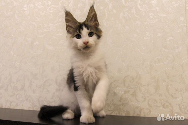 Котенок Мейн кун
