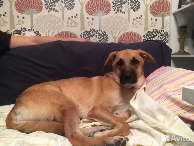 Молодой пес Тимур