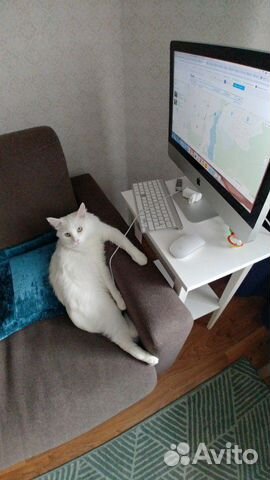 Кот Боня Ангора метис