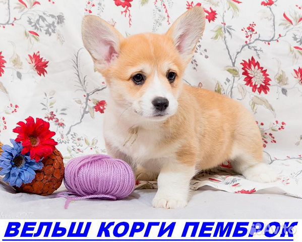 Вельш корги пемброк. Помёт 12.08.2019г. Док-ты РКФ