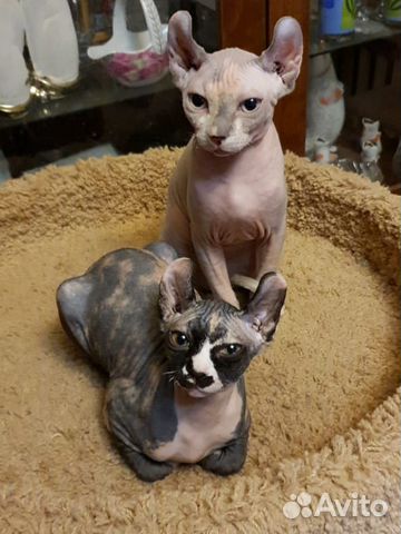 Канадский сфинкс, эльф