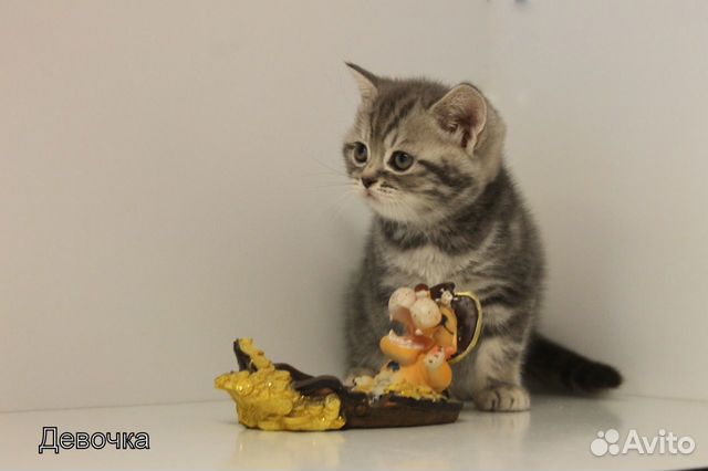 Котятки британцы