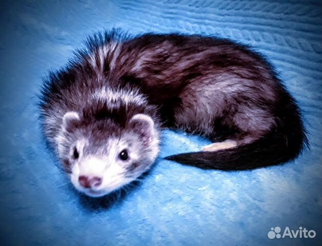 Хорьки фрэтки