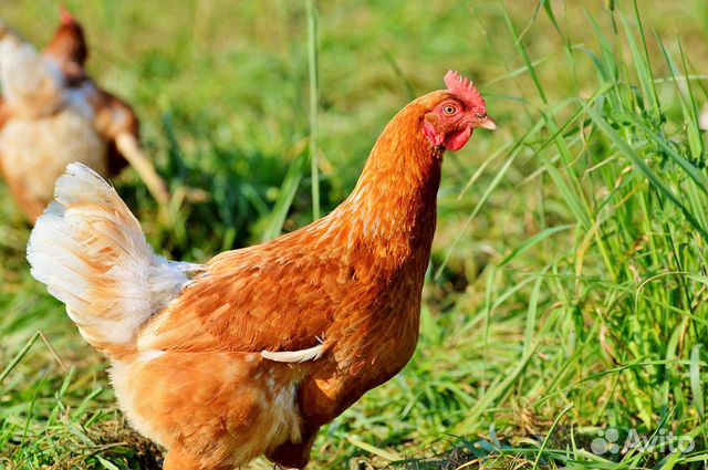 Куры-несушки 9 мес