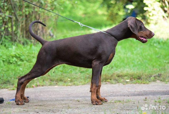 Щенок добермана, элита, девочка-шоколадка, 5 мес