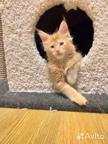 Львенок Мейн-кун