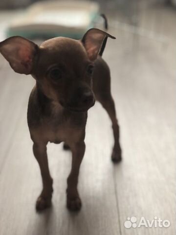 Той -терьер щеночек