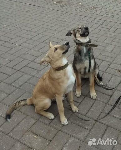 Щенки- друзья