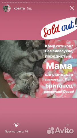 Шотландские вислоухие котята