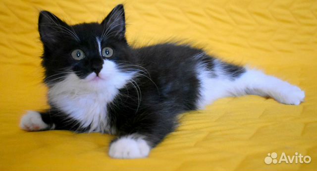 Прелестный котенок