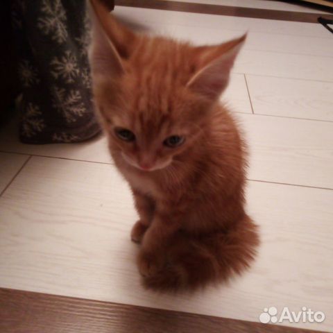 Котенок