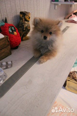 Щенок Щпица. Девочка