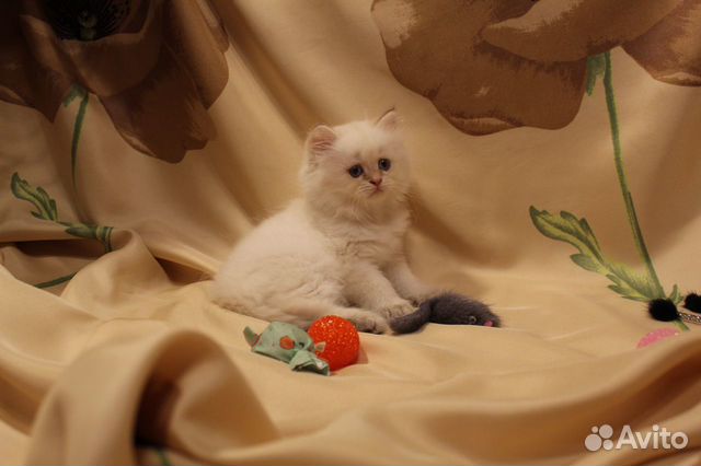 Британские котята