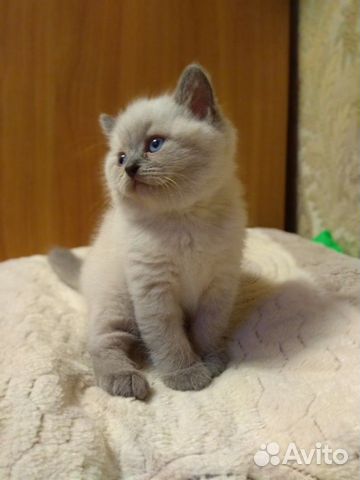 Британские котята