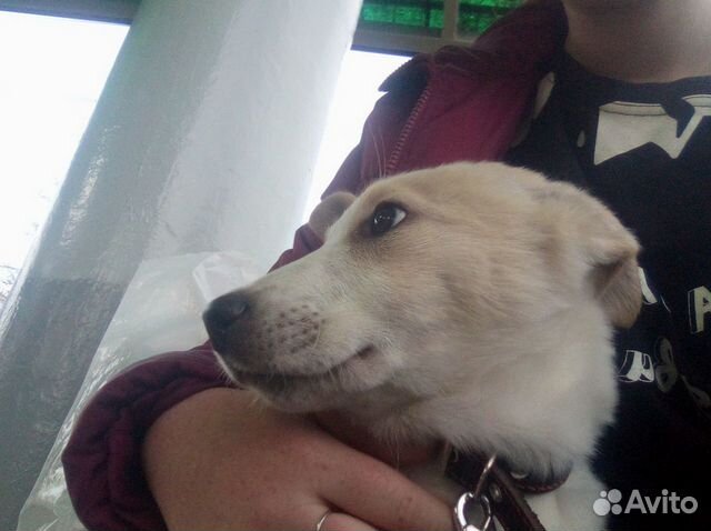 Щенок собака Лайка