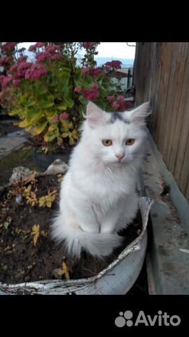 Сибирский