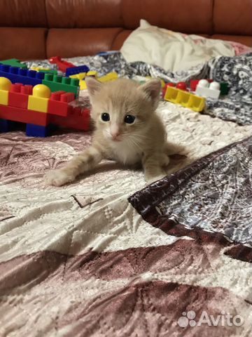 Отдаю котёнка в хорошие руки