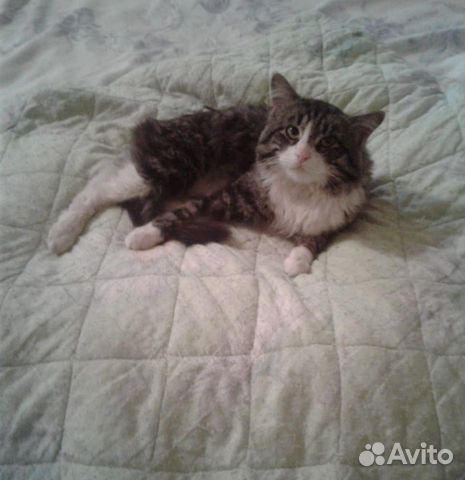 Ласковый и весёлый котик Марсик в добрые руки
