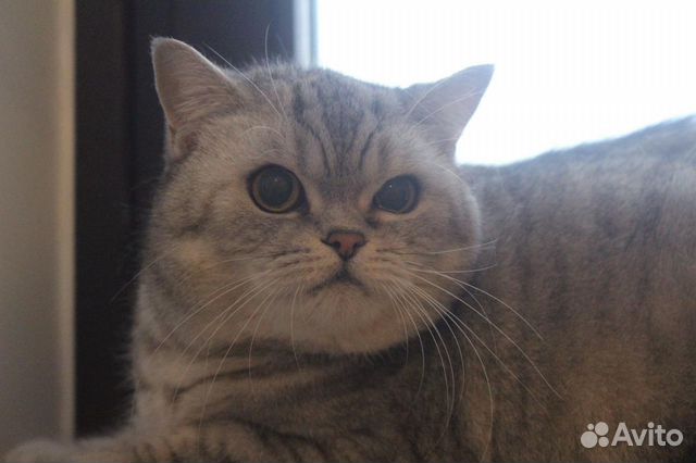 Кошка Пышка