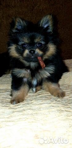 Щенок шпица Мишель