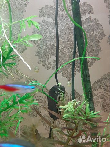 Карликовый тетраодон