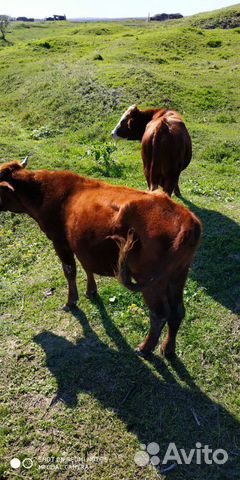 Продам бычков