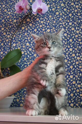 Валеночек пушистый необыкновенный 1.5 мес