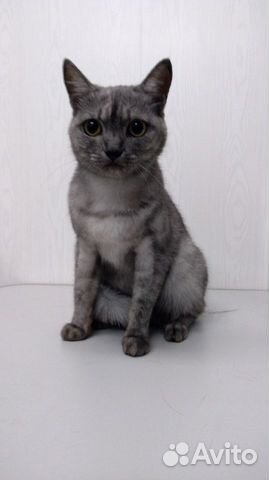 Дом кошечке