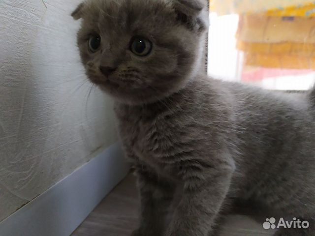 Вислоухая красавица